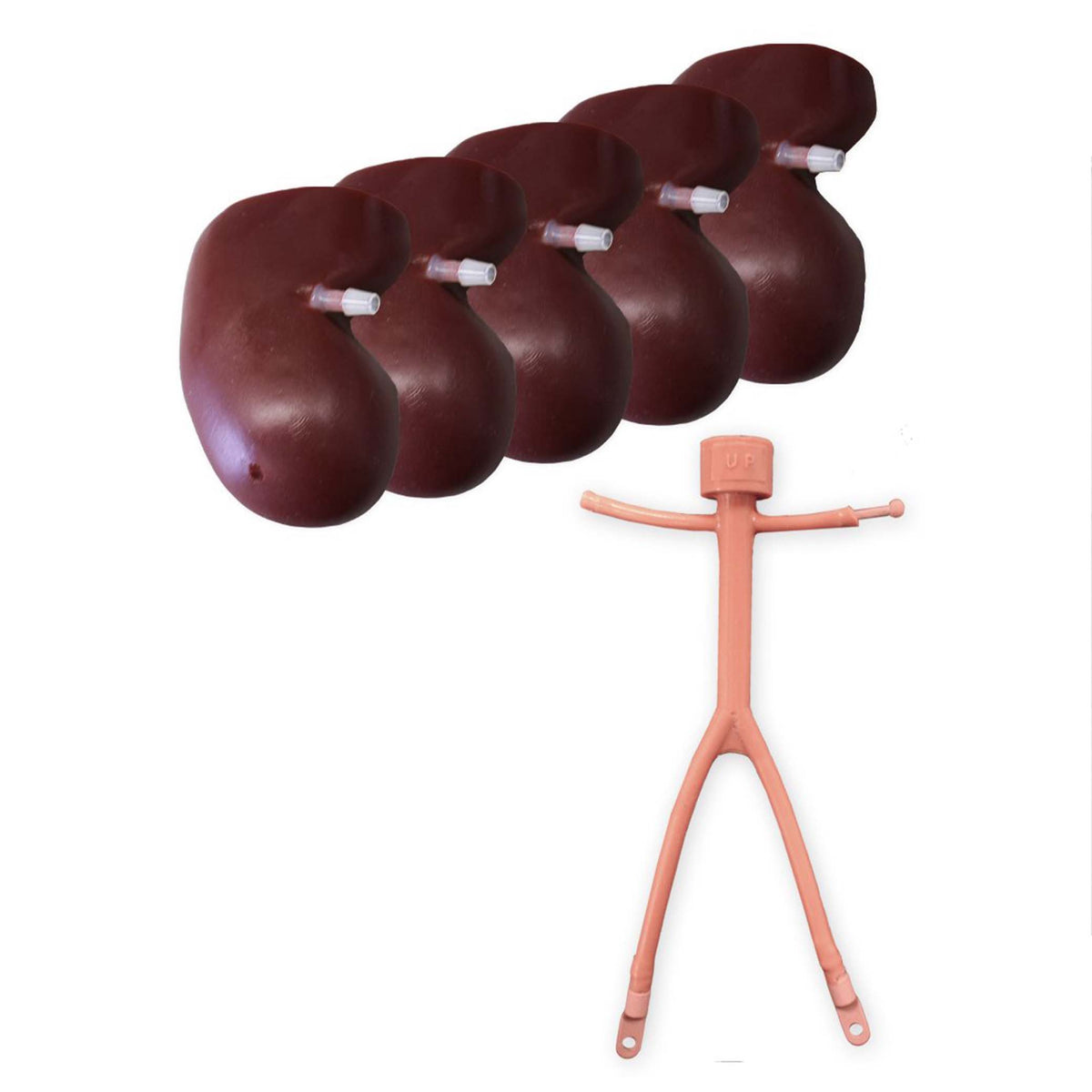 Replaceable Lacerated Kidney Kit (5-pack) – Simulab Corporation